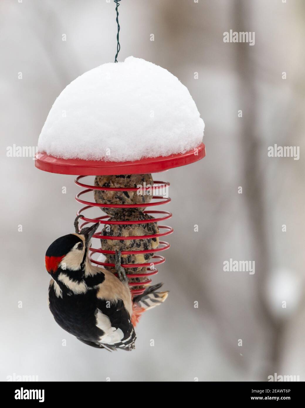 Closeup shot of a bird sitting on a bird feeder Stock Photo - Alamy