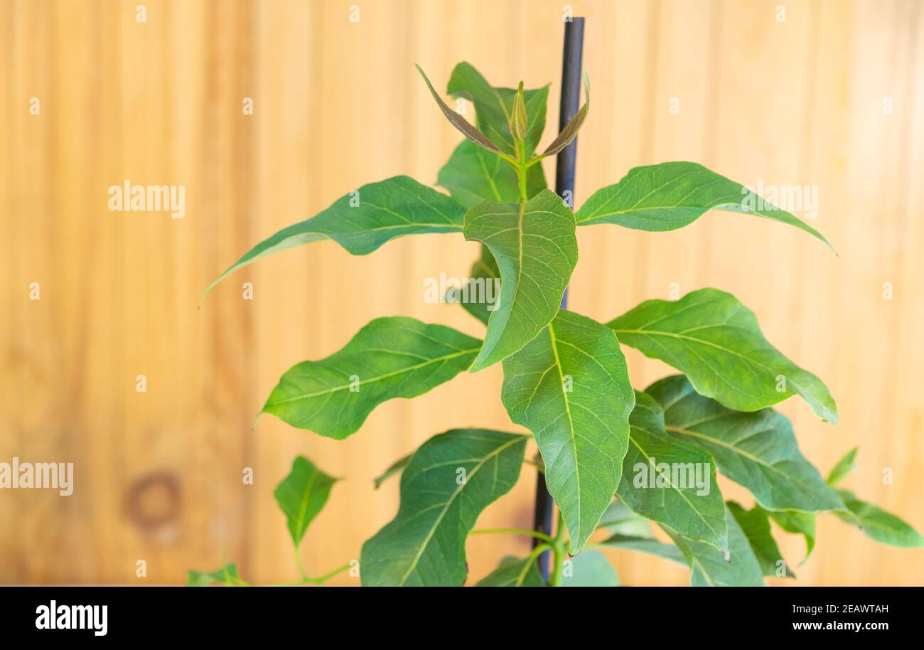 Eucalyptus deglupta - Rainbow tree potted macro close up with very ...