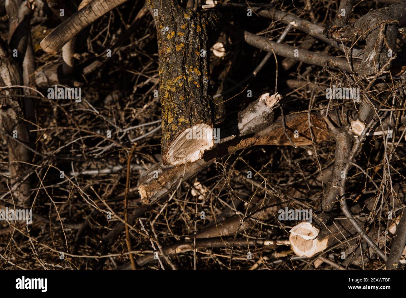 Cleaning felled trees hi-res stock photography and images - Alamy