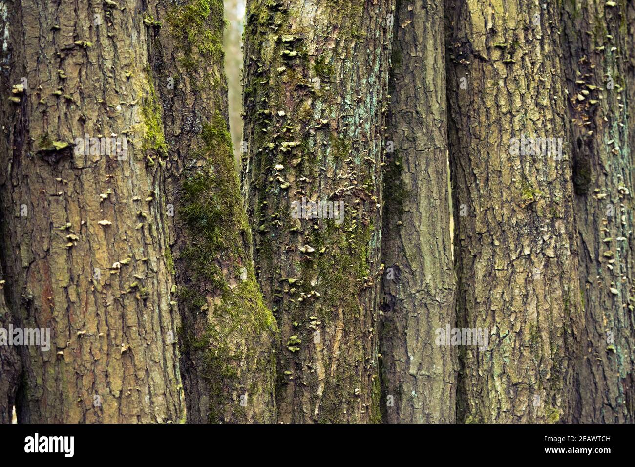Closeup shot of the weathered and moss-covered tree trunks in the ...