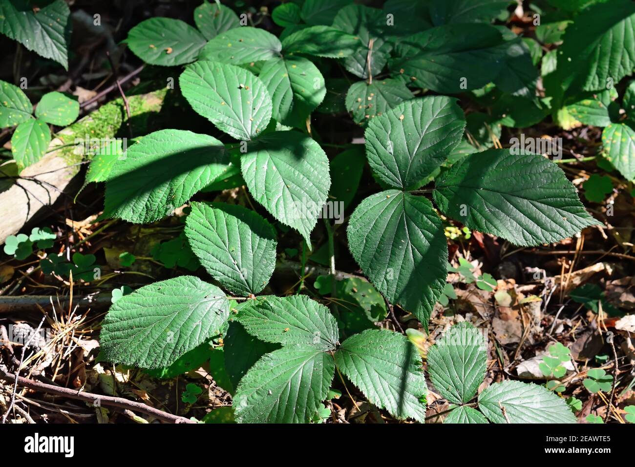 Green blackberry leaves in the bright sunlight. Beautiful natural ...