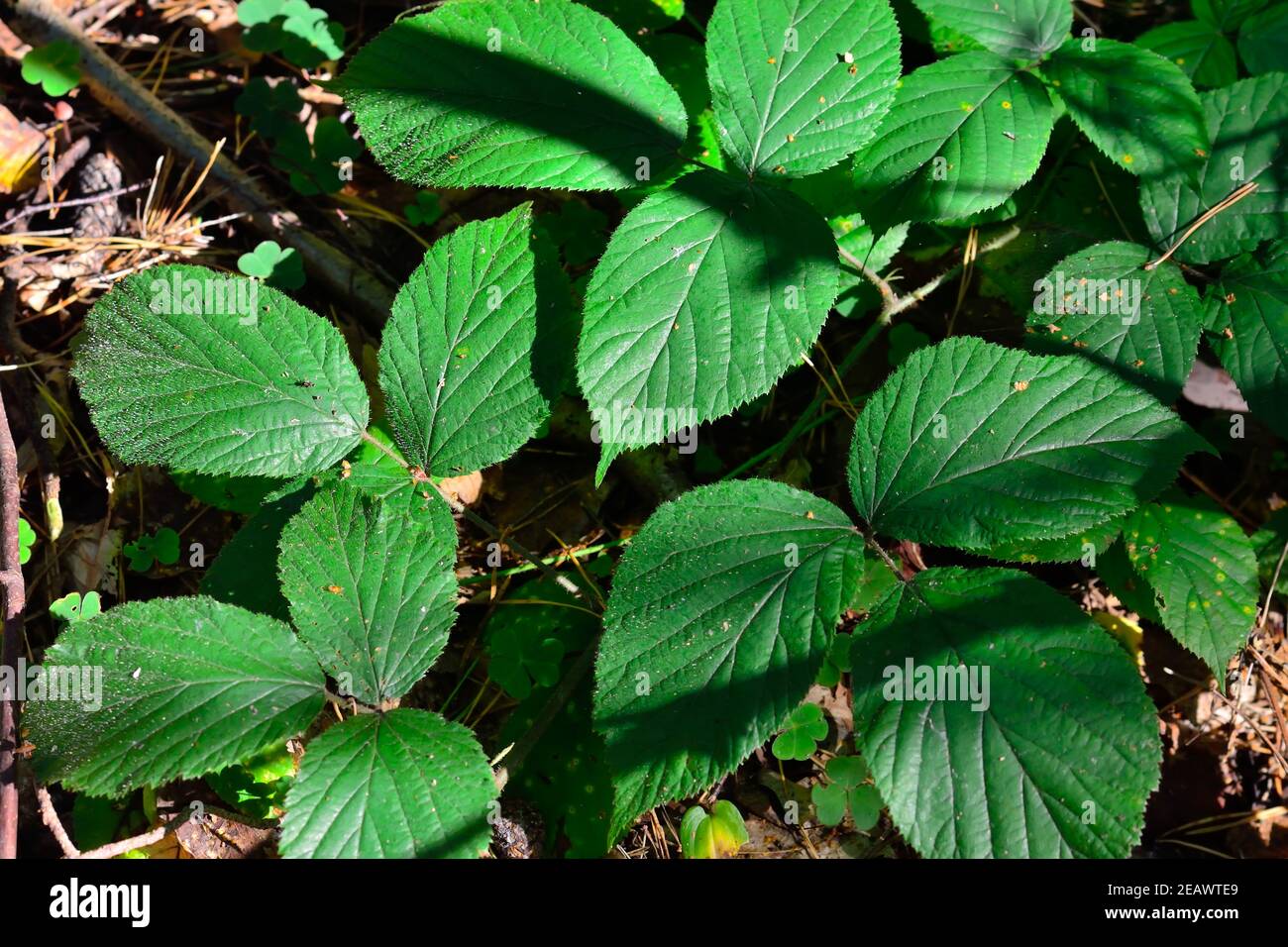 Blackberry shoot hi-res stock photography and images - Alamy