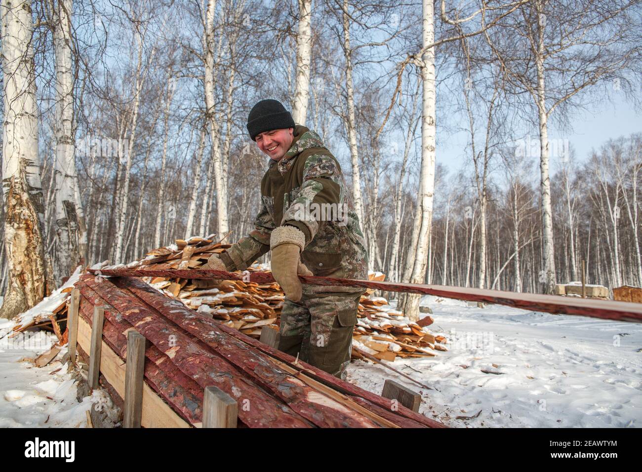 A logger saws a tree in the forest in winter, in Russia for firewood ...