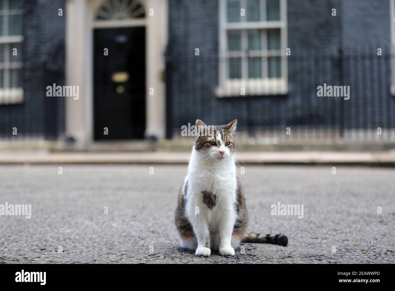 London, England, UK. 10th Feb, 2021. Larry the cat of 10 Downing Street ...