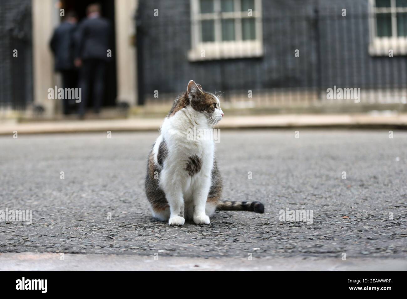 London, England, UK. 10th Feb, 2021. Larry the cat of 10 Downing Street ...