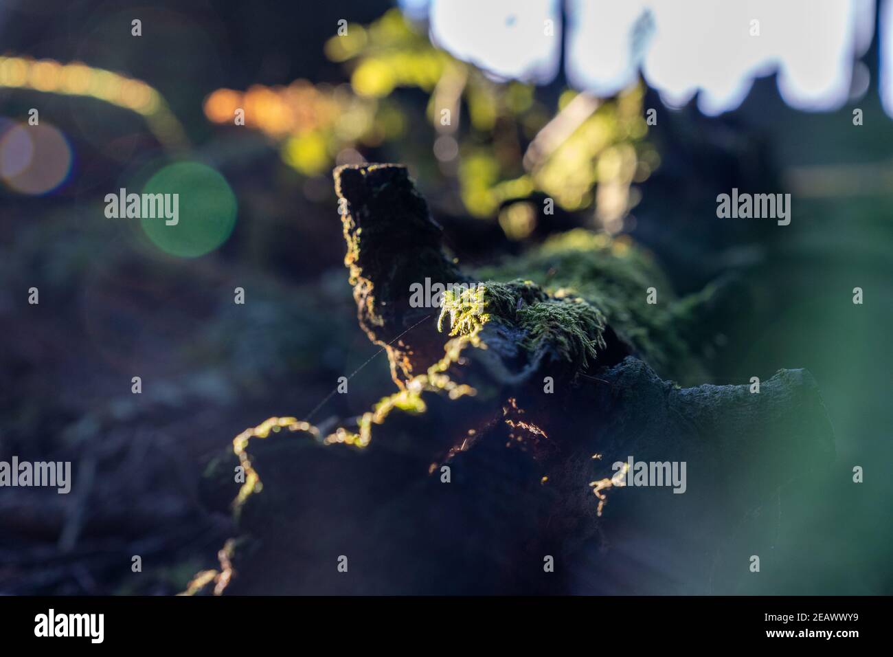 Moss and spider web on a fallen tree stump with sunrise causing lens ...