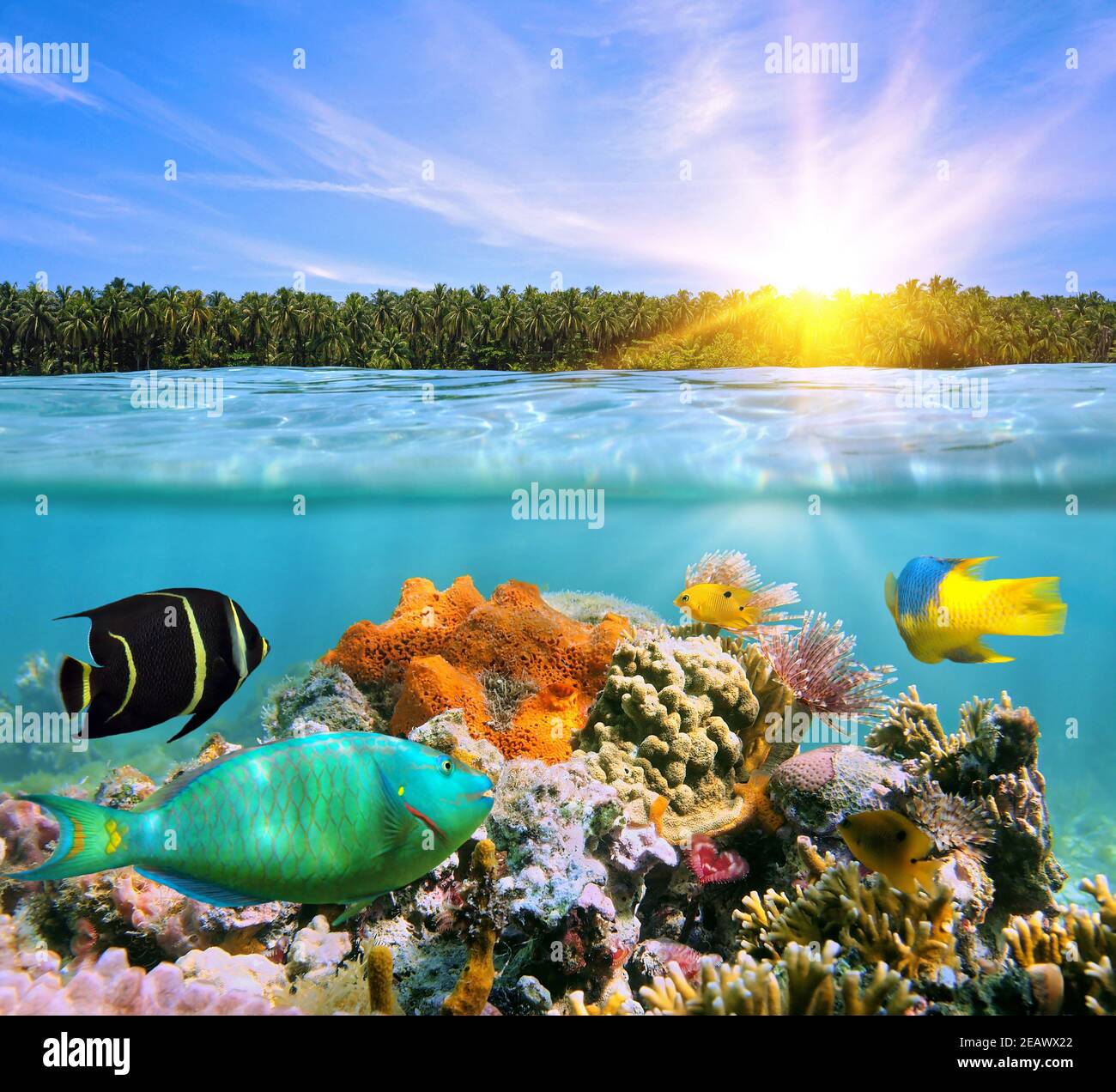 Colorful marine life underwater with sunlight and tropical coast at the ...