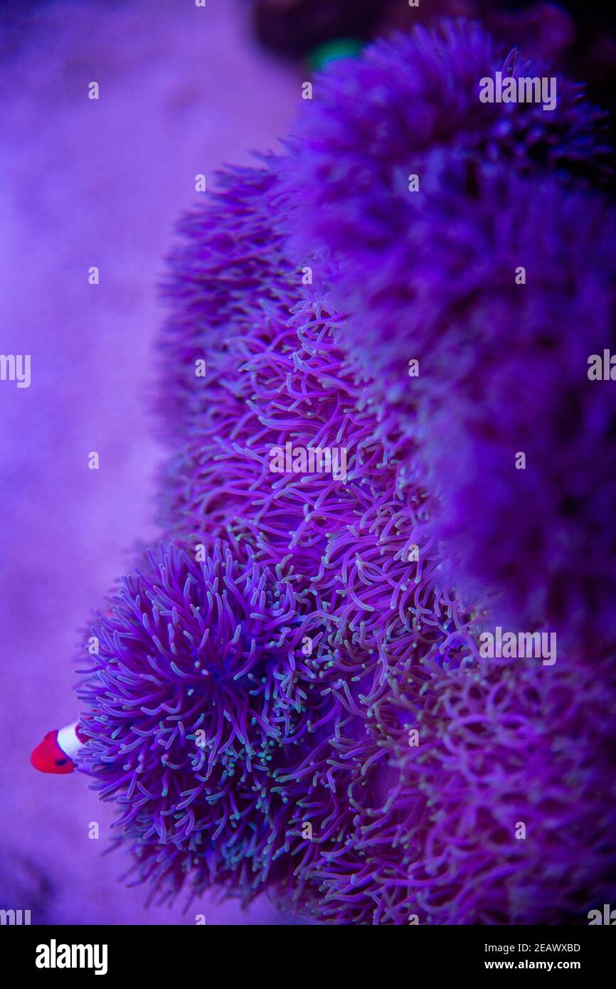 Anemone fish with anemone,Sea anemone and clown fish in marine aquarium ...