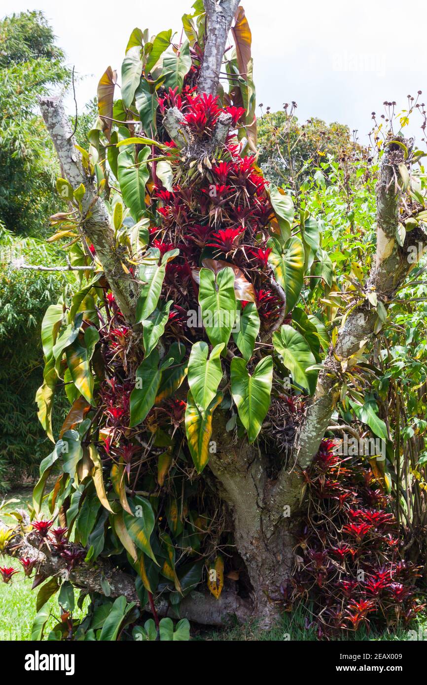 Aechmea caudata Lindm. on tree branch Stock Photo - Alamy