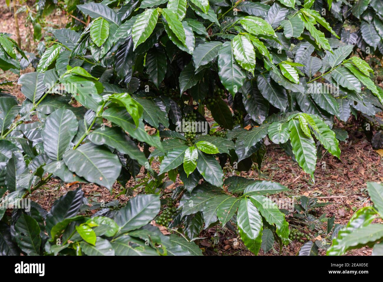 Arabian coffee Coffea arabica from Colombia Stock Photo - Alamy