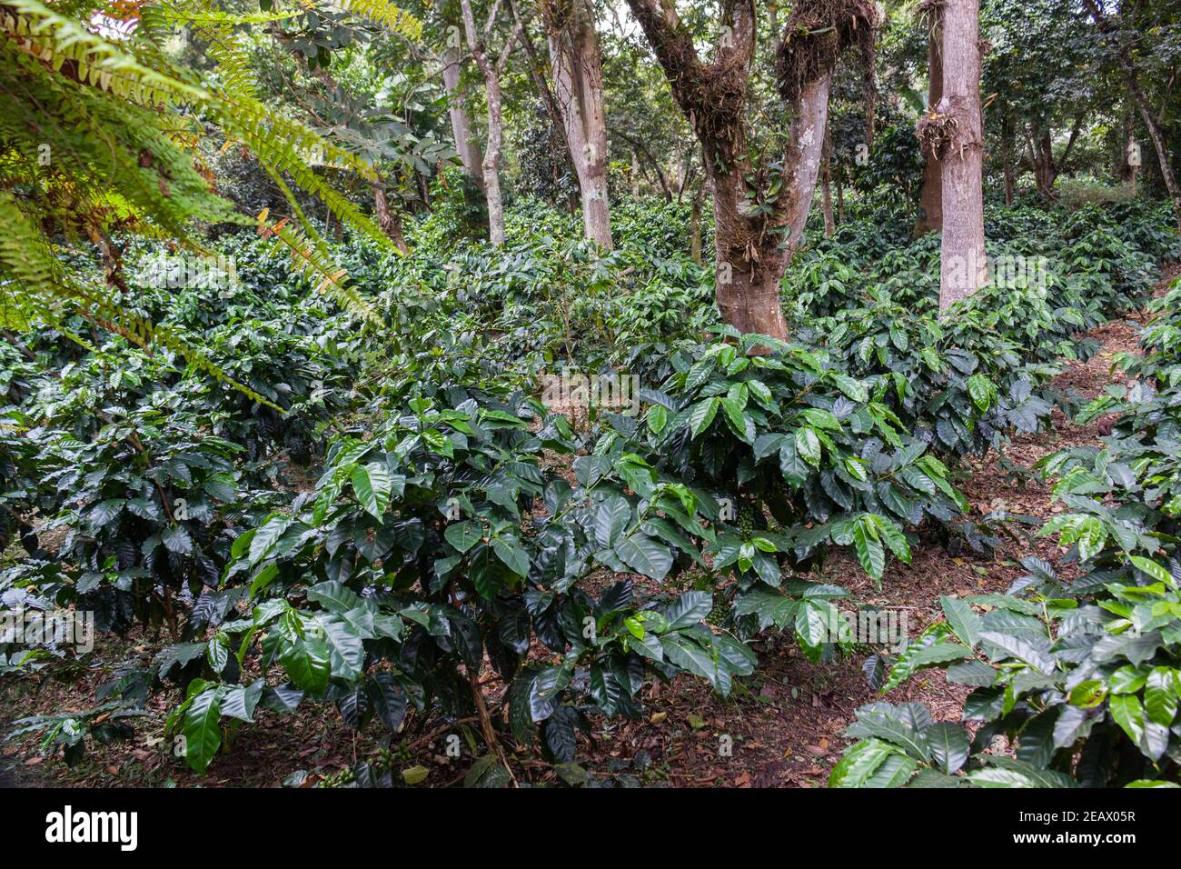 Arabian coffee Coffea arabica from Colombia Stock Photo - Alamy