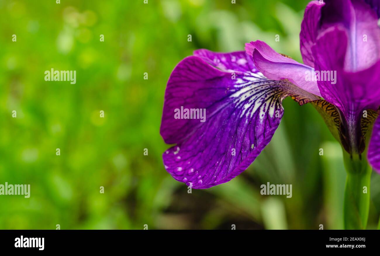 Purple on a long stem on a fresh green blurred background. Focus on ...