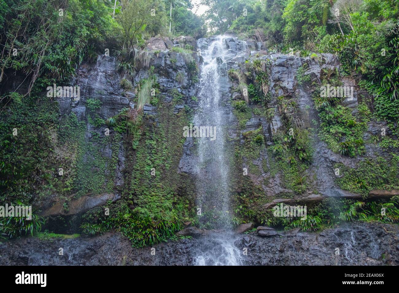 Poonyahra Falls, Springbrook National Park, Queensland, Australia Stock ...