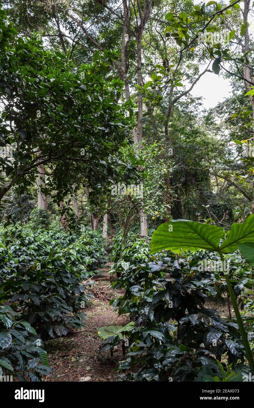 Arabian coffee Coffea arabica from Colombia Stock Photo - Alamy