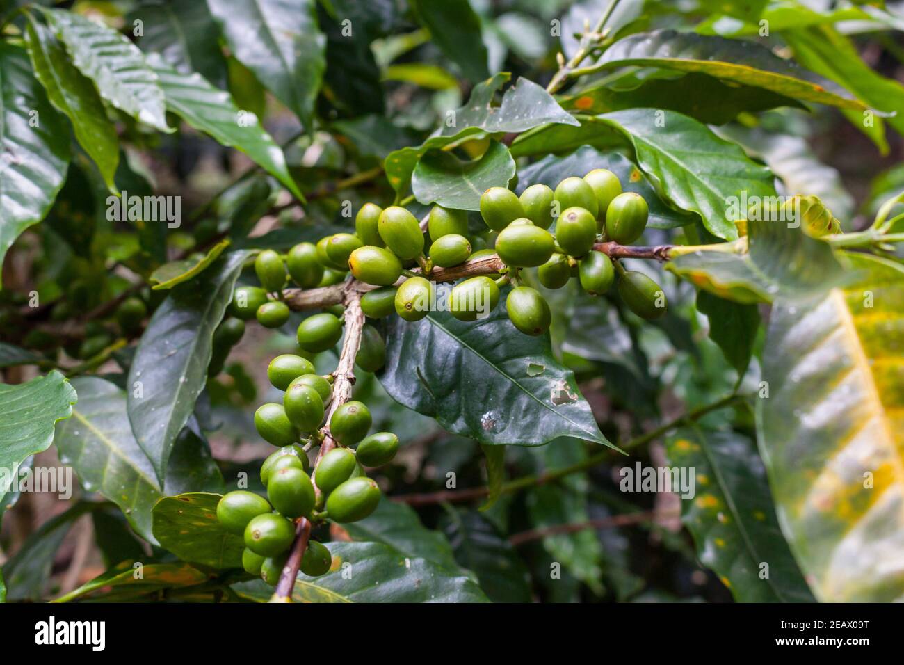 Arabian coffee Coffea arabica from Colombia Stock Photo - Alamy