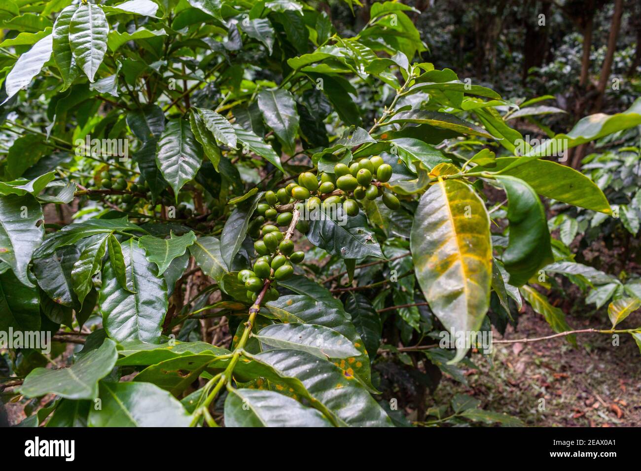 Arabian coffee Coffea arabica from Colombia Stock Photo - Alamy