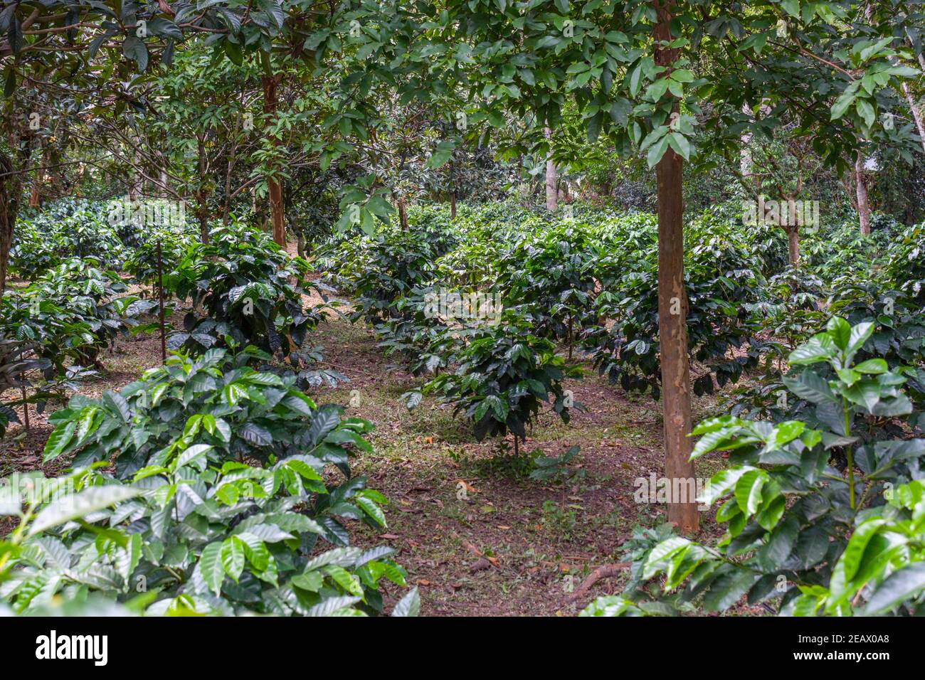 Arabian coffee Coffea arabica from Colombia Stock Photo - Alamy