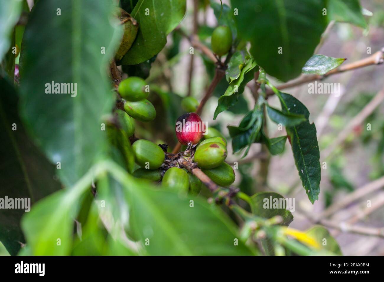 Arabian coffee Coffea arabica from Colombia Stock Photo - Alamy