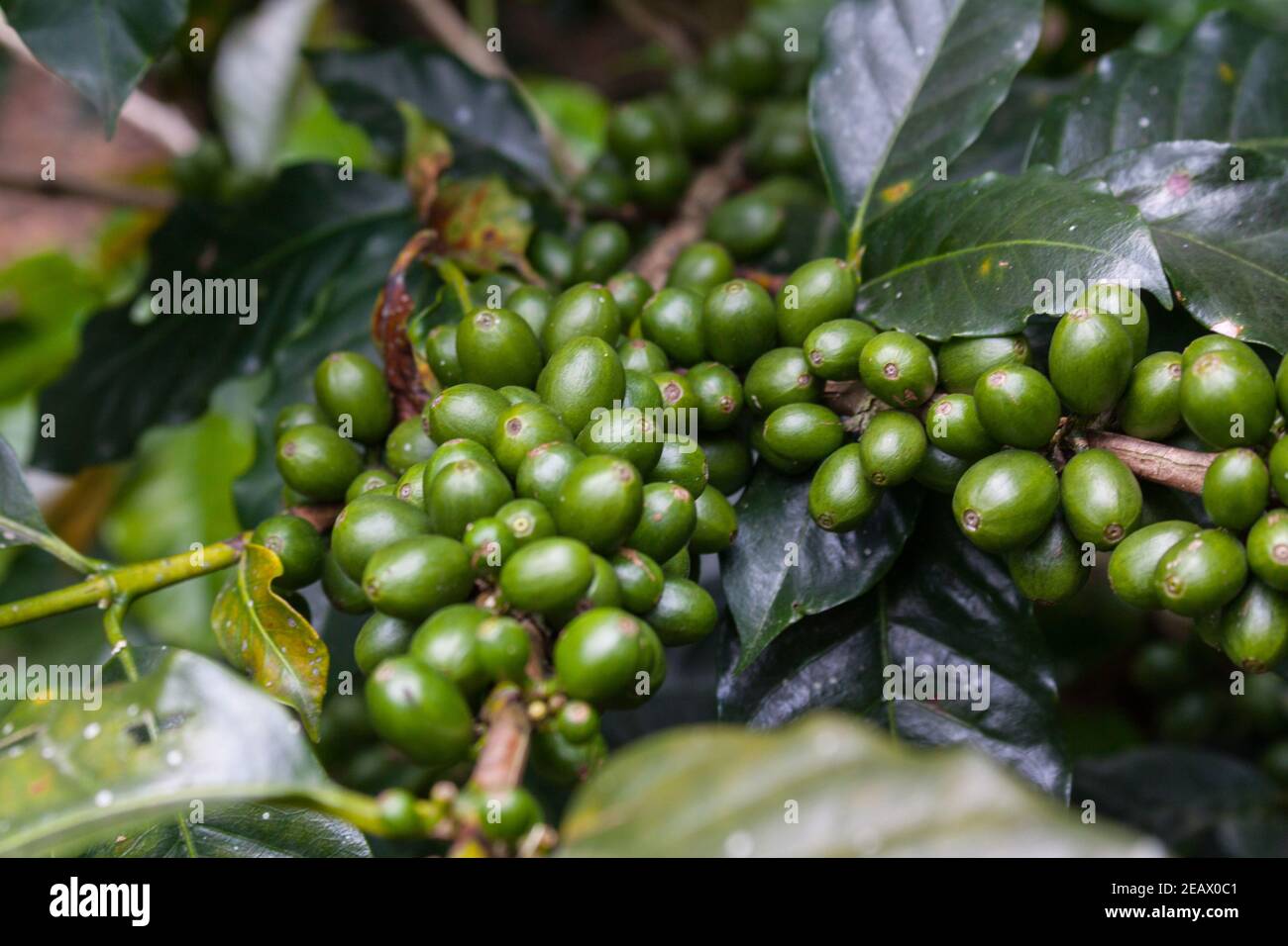 Arabian coffee Coffea arabica from Colombia Stock Photo - Alamy