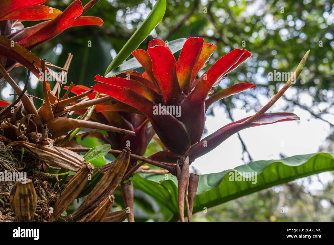 Orchids on tree in Colombia Stock Photo - Alamy