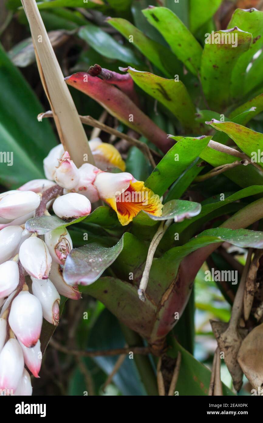 Alpinia zerumbet hi-res stock photography and images - Alamy