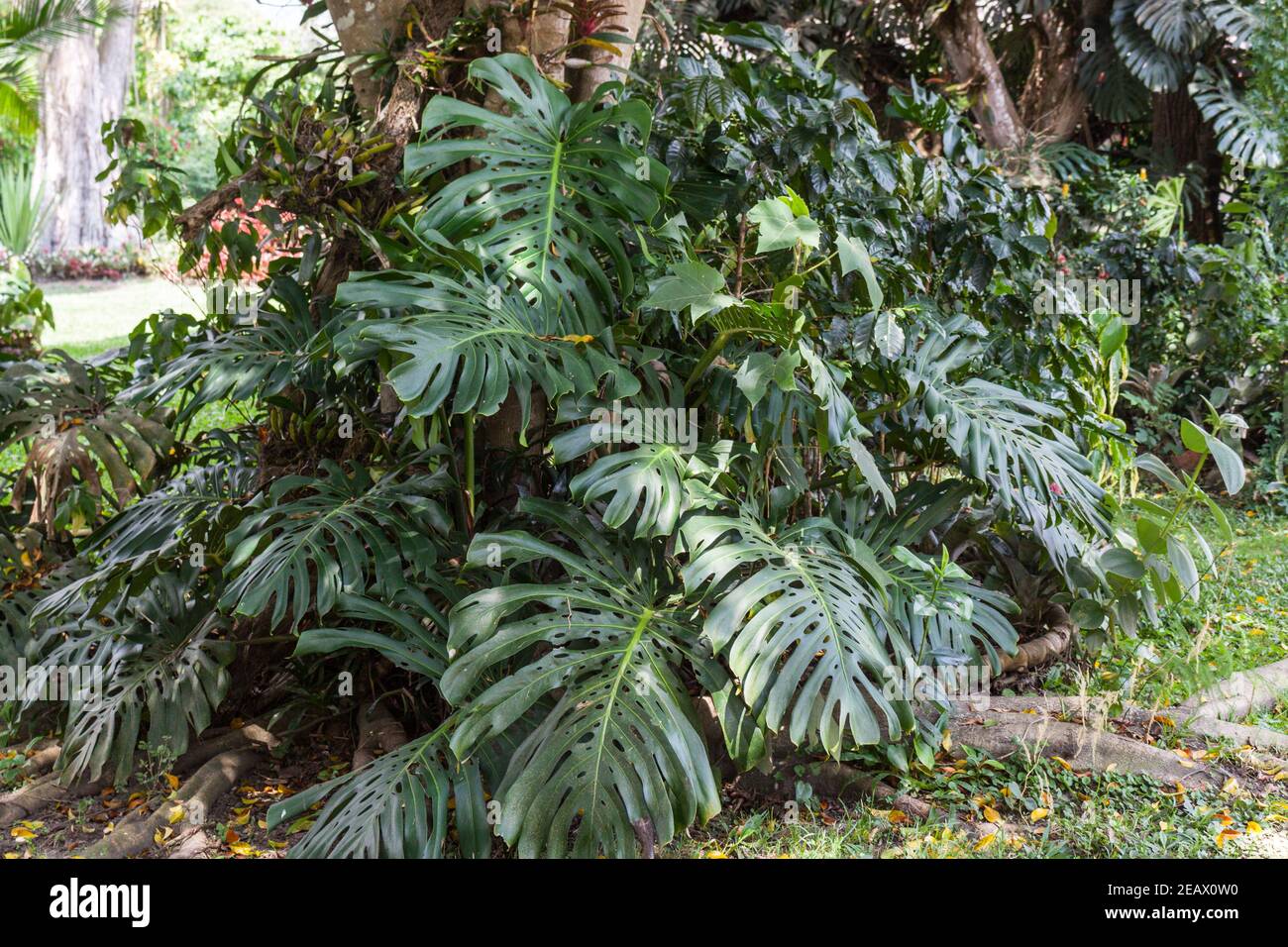 Monstera deliciosa (common names: Ceriman, Swiss Cheese Plant, Monstera ...