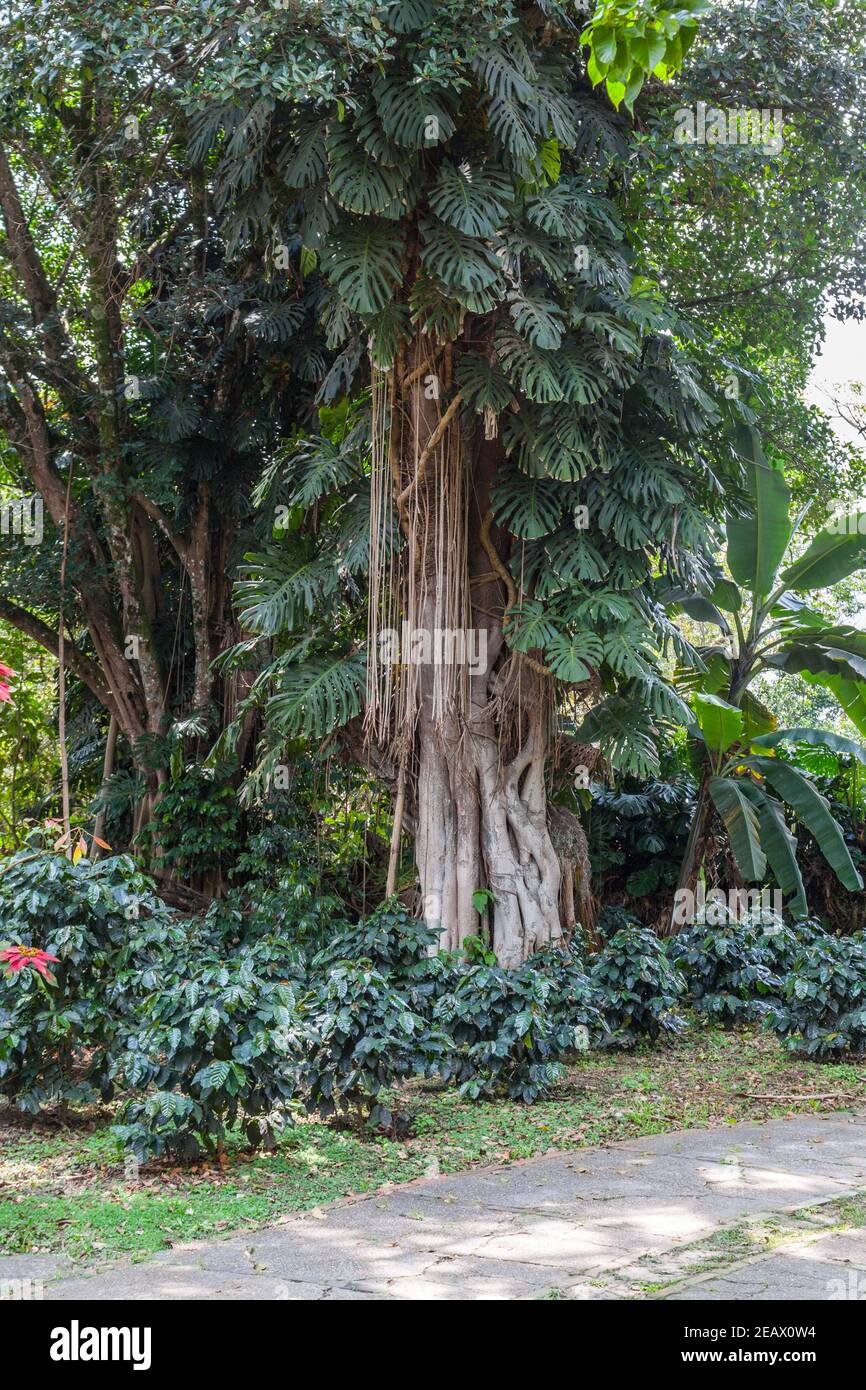 Delicious monster leaf hi-res stock photography and images - Alamy