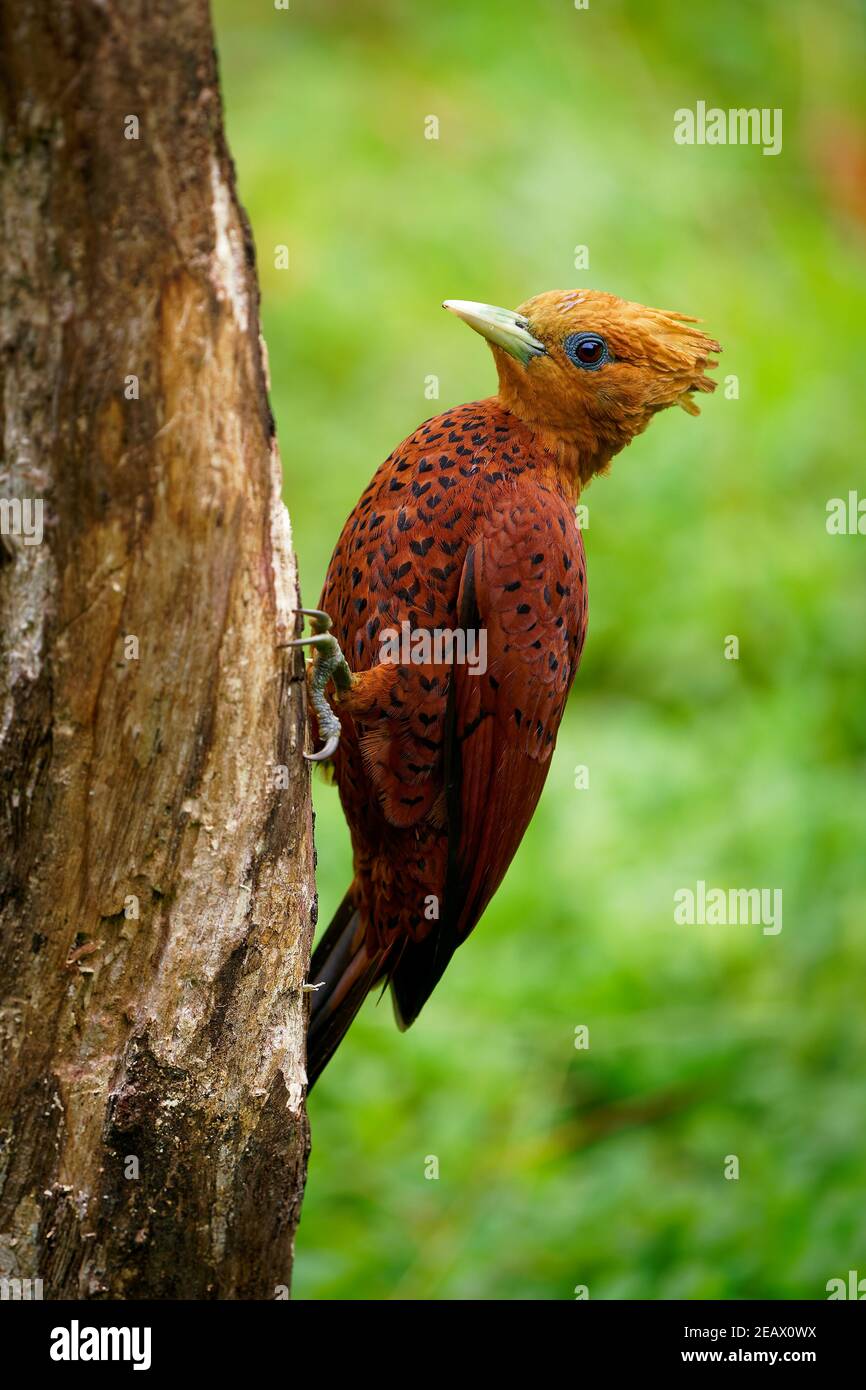 Chestnut orange head hi-res stock photography and images - Alamy