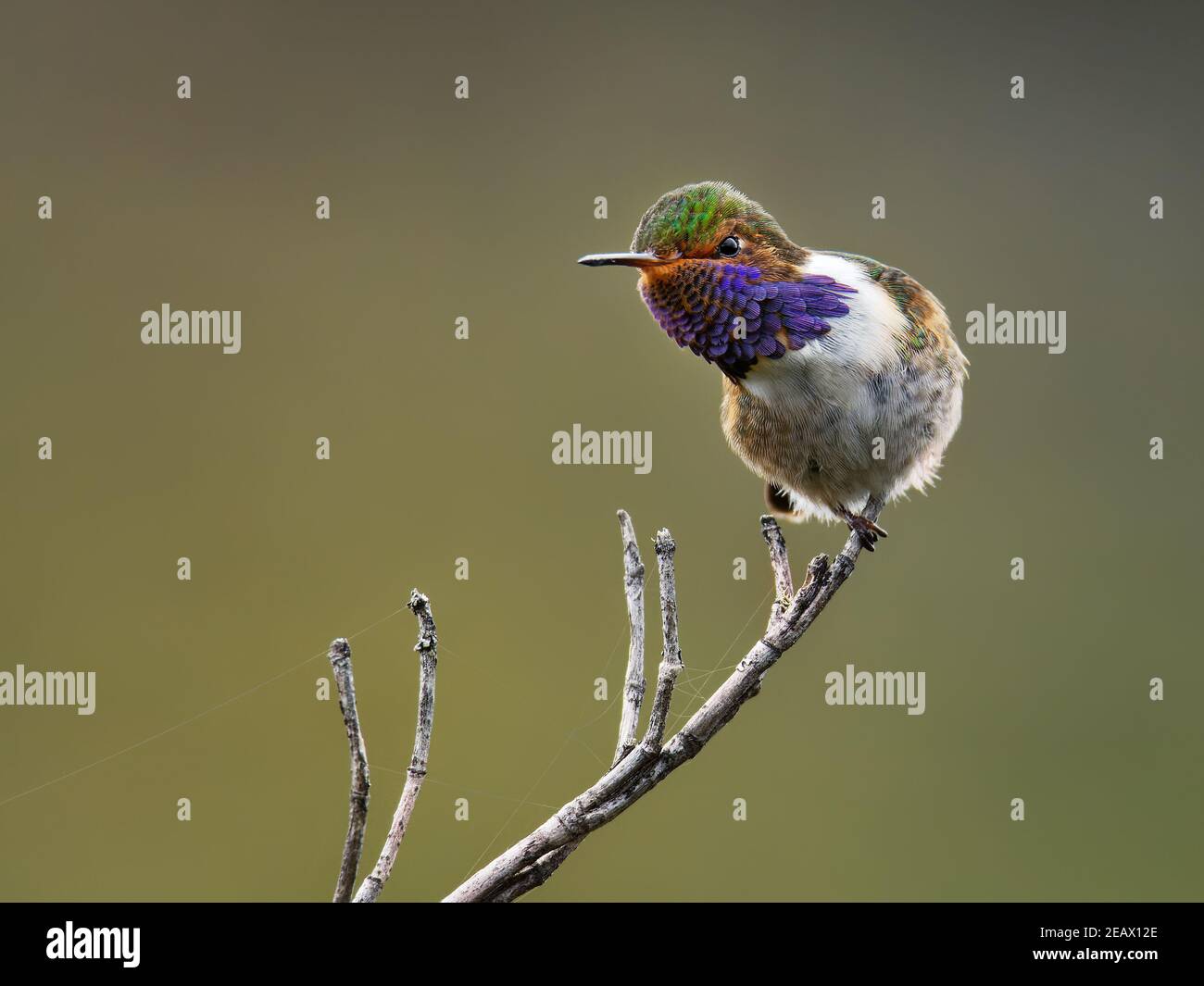 Volcano Hummingbird - Selasphorus flammula very small hummingbird which ...