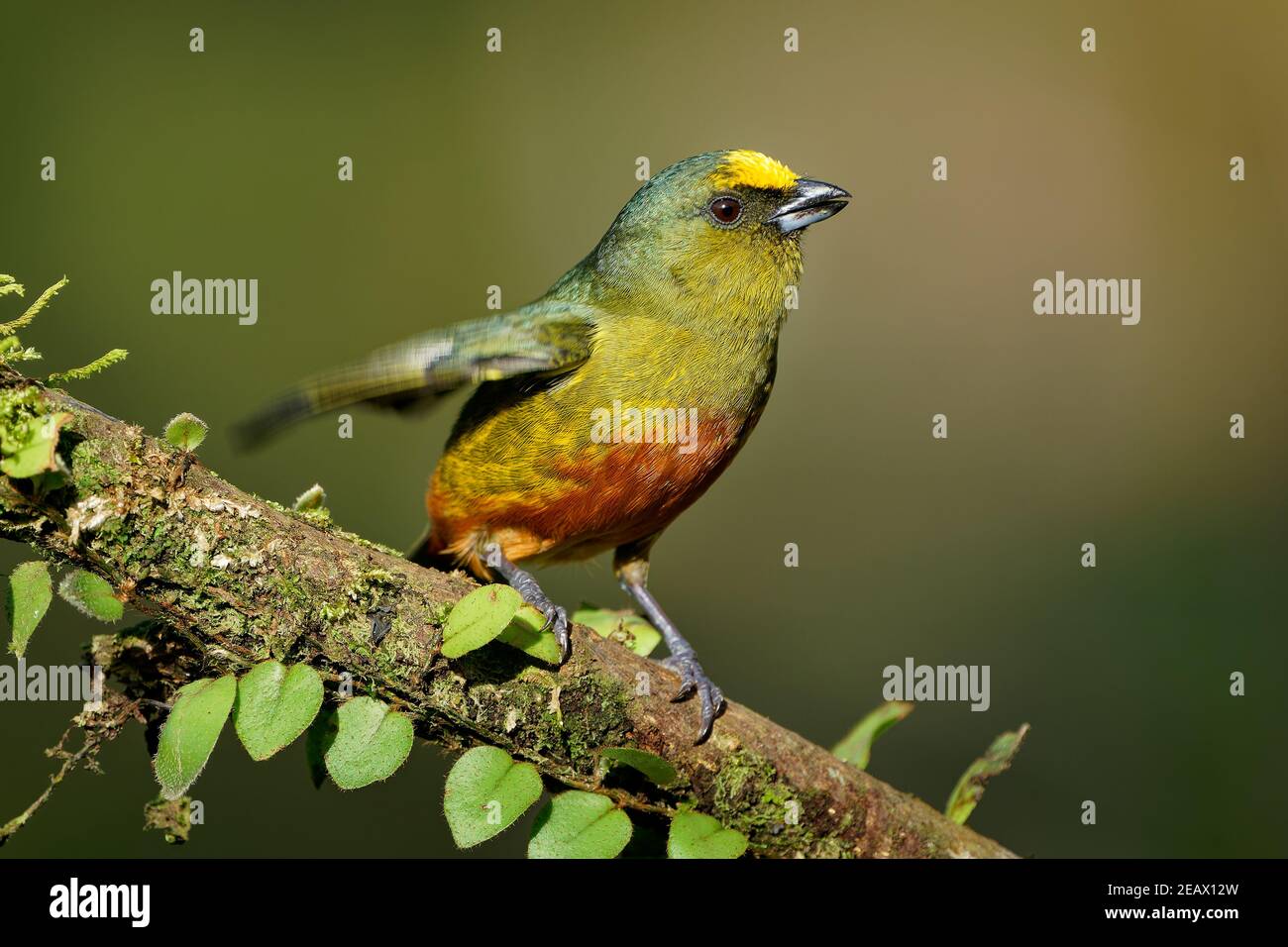 Olive bird hi-res stock photography and images - Alamy