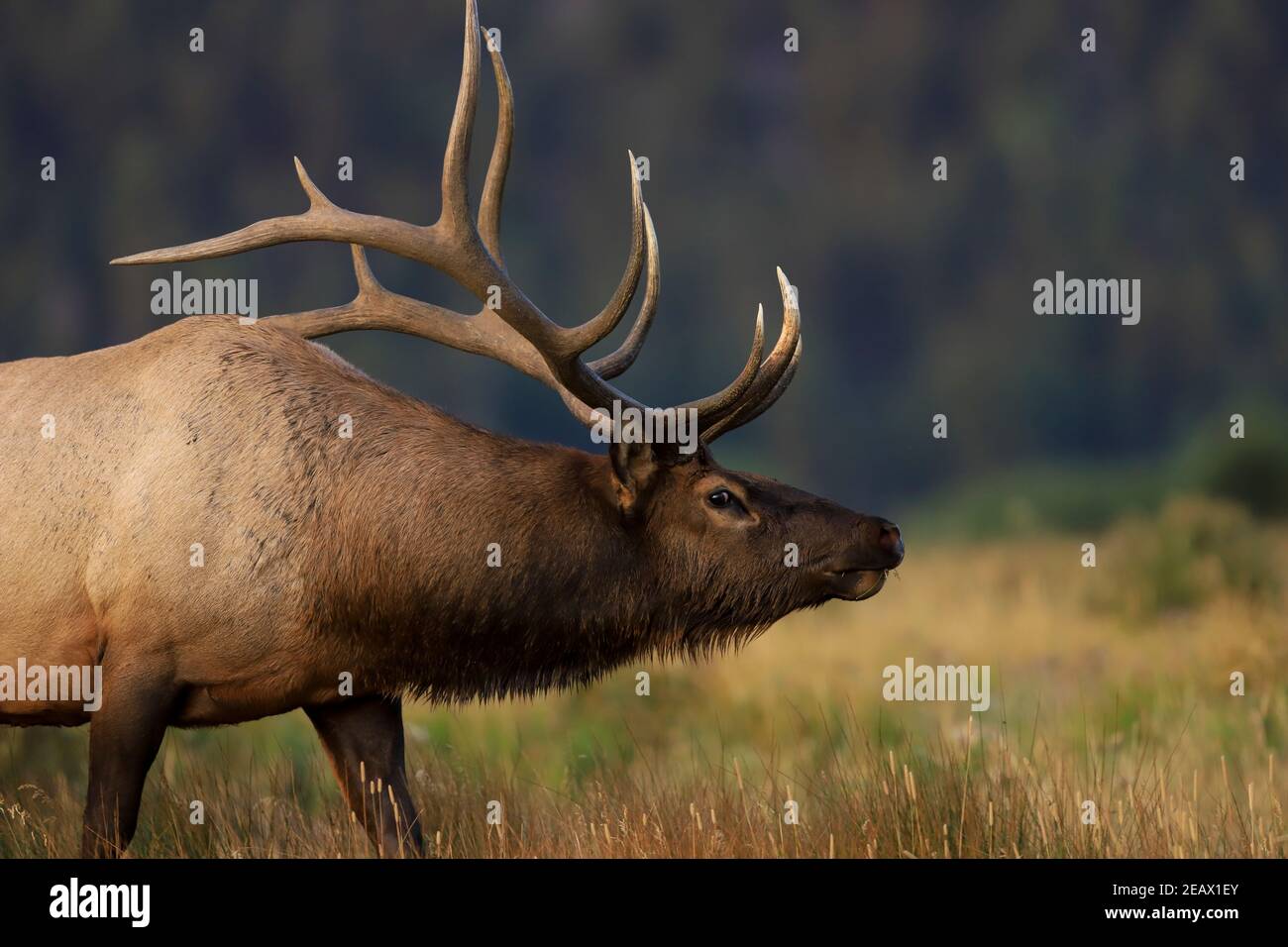 Bull Elk Male Wildlife High Resolution Stock Photography and Images - Alamy