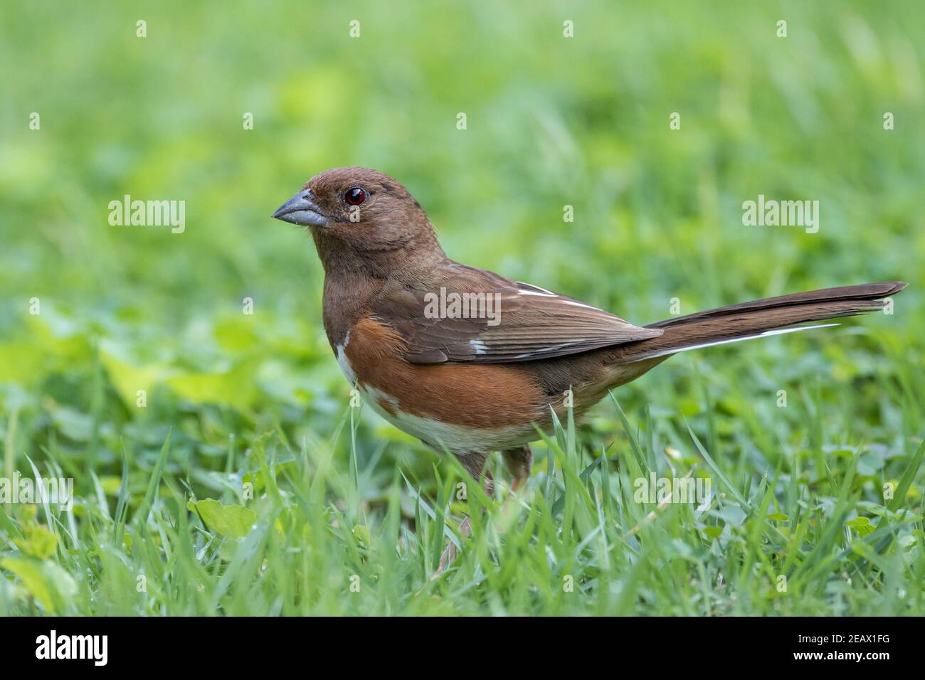 Female Towhee High Resolution Stock Photography and Images - Alamy