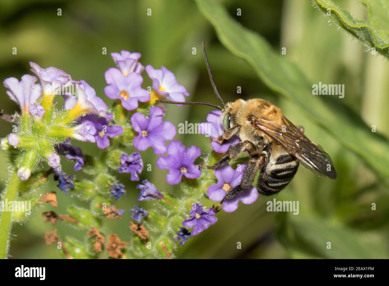 Heliotropium Sp High Resolution Stock Photography and Images - Alamy