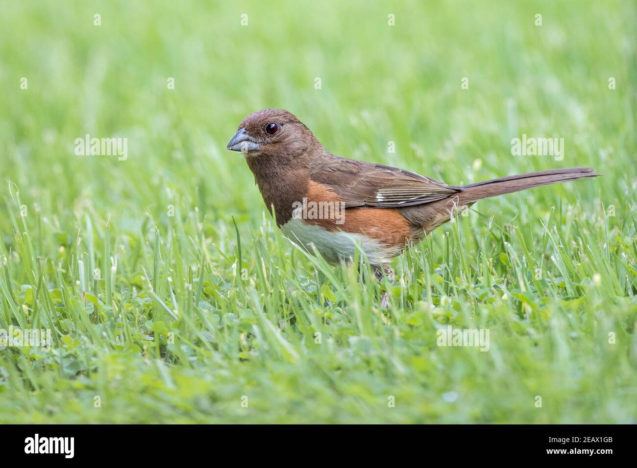 Female Towhee High Resolution Stock Photography and Images - Alamy