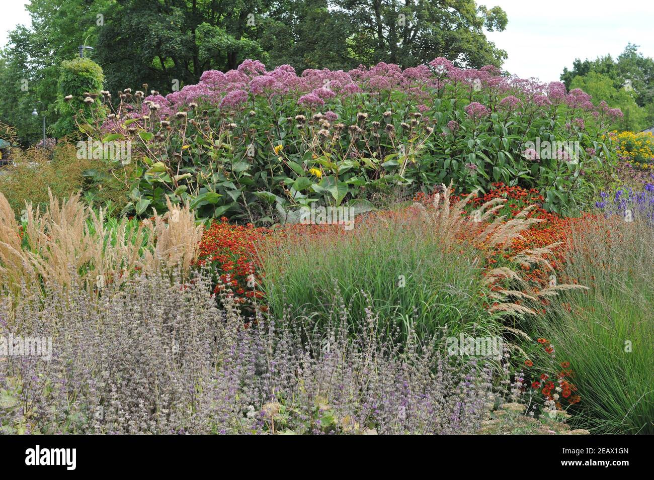 HAMM, GERMANY - 15 AUGUST 2015: Planting in perennial meadow style ...