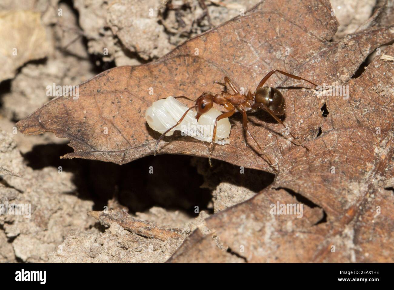 Slave-making ants carrying the brood of the raided colony Stock Photo ...