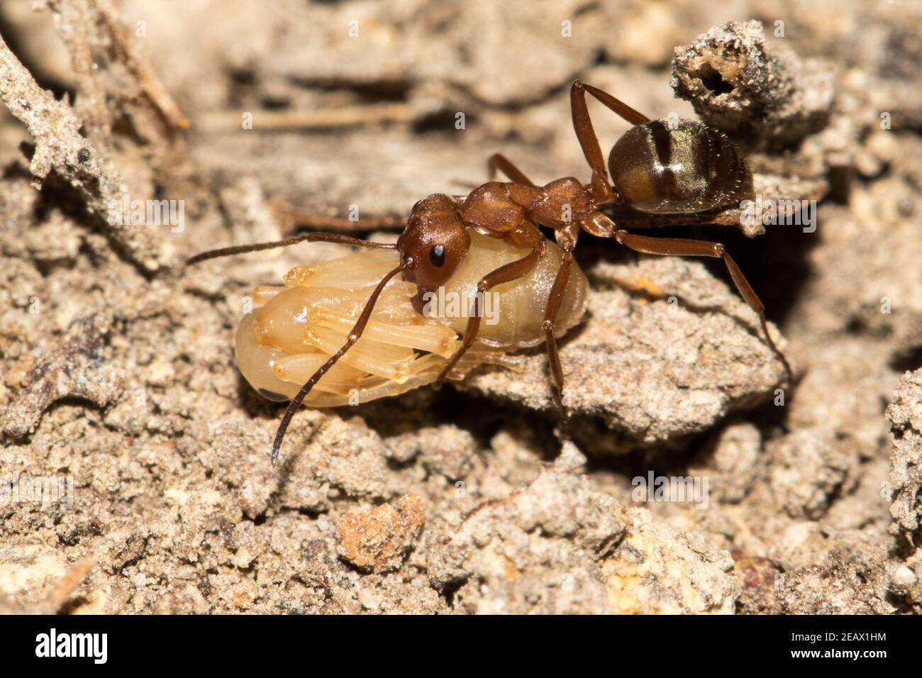 Slave-making ants carrying the brood of the raided colony Stock Photo ...
