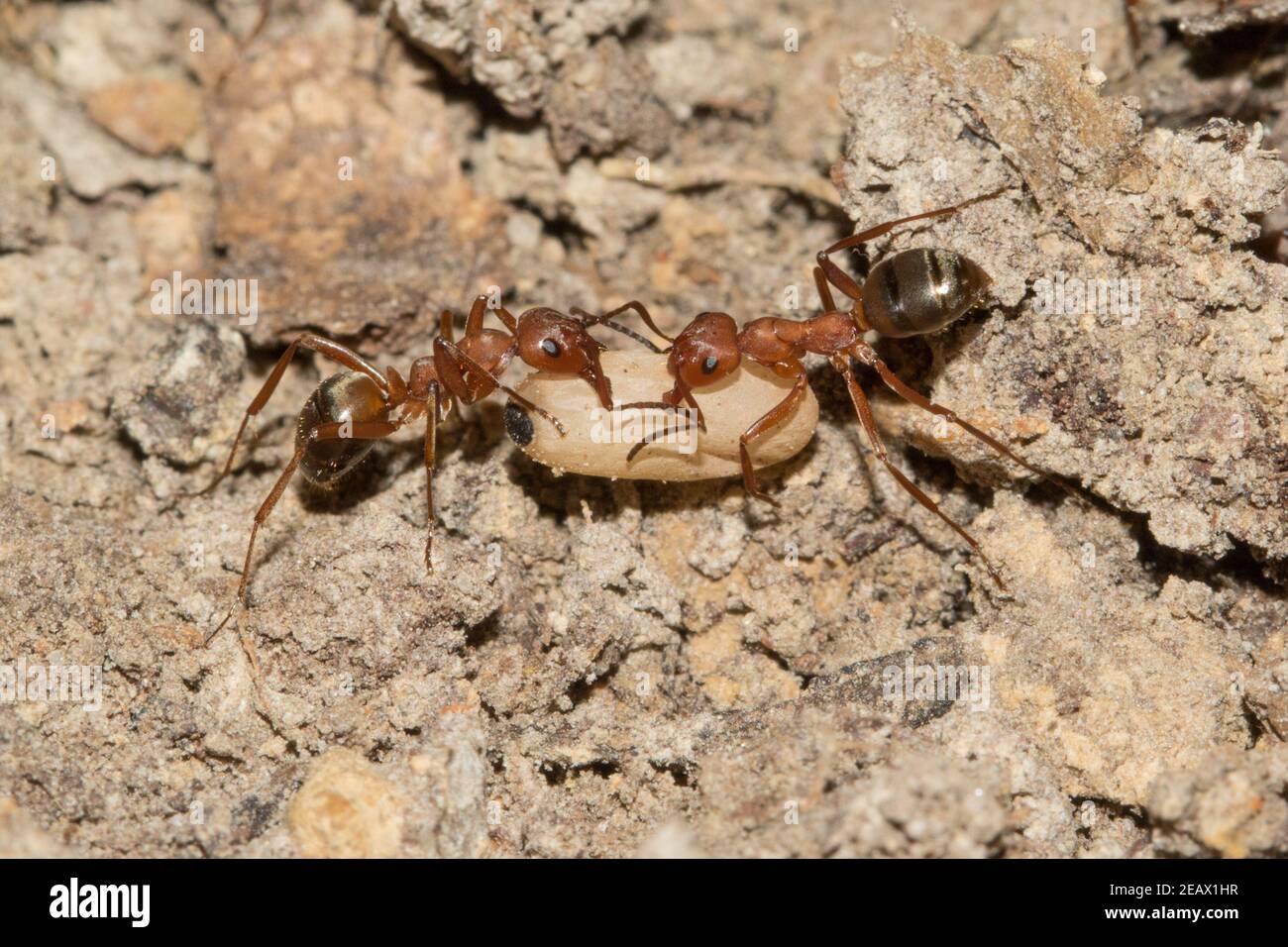 Slave-making ants carrying the brood of the raided colony Stock Photo ...