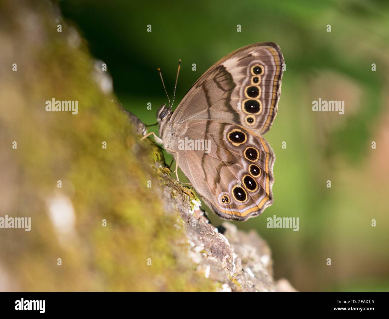 Satyr Portrait High Resolution Stock Photography and Images - Alamy