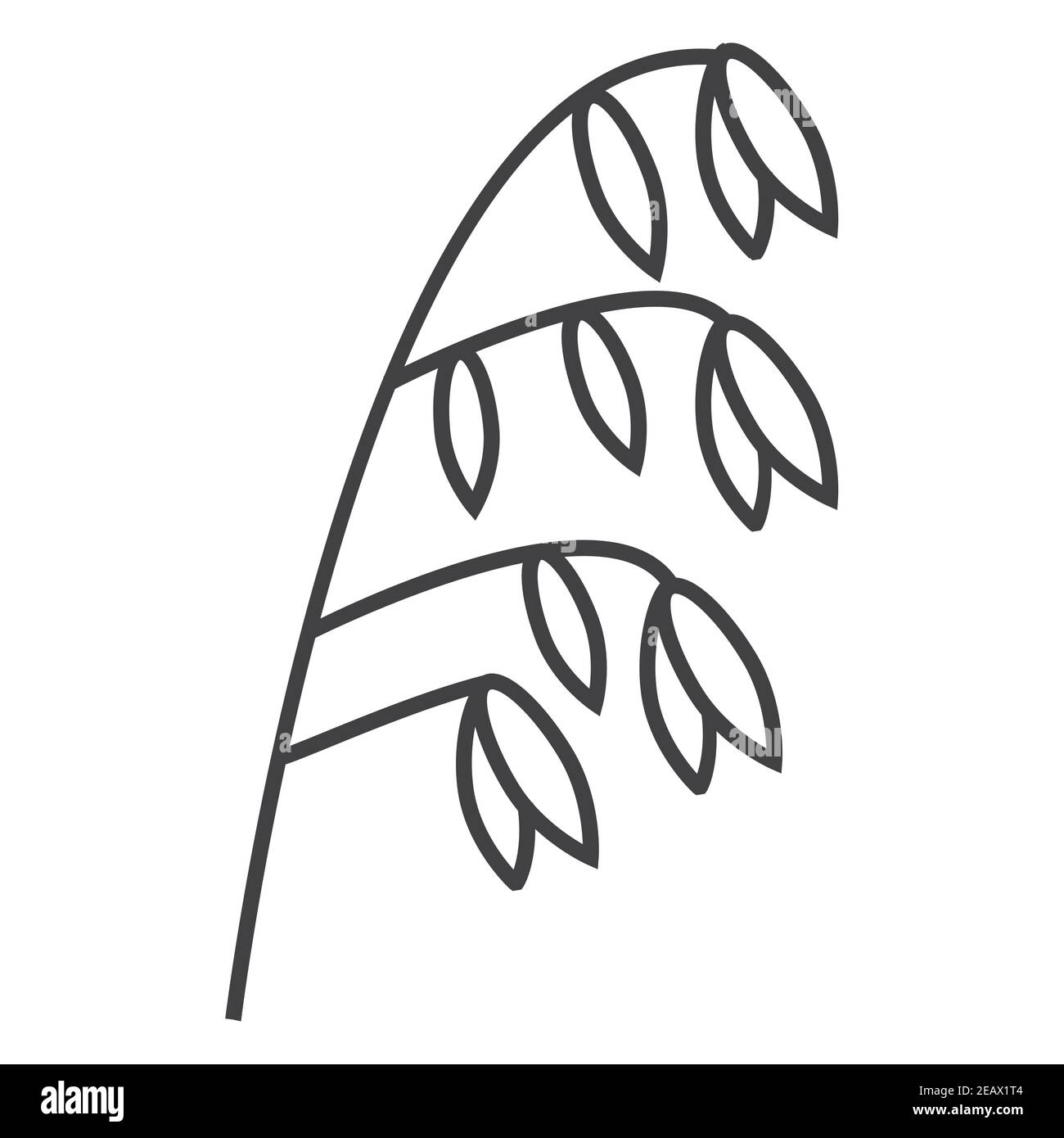 Oatmeal spikelet, grain icon vector. Rye, wheat, oat plant in outline ...