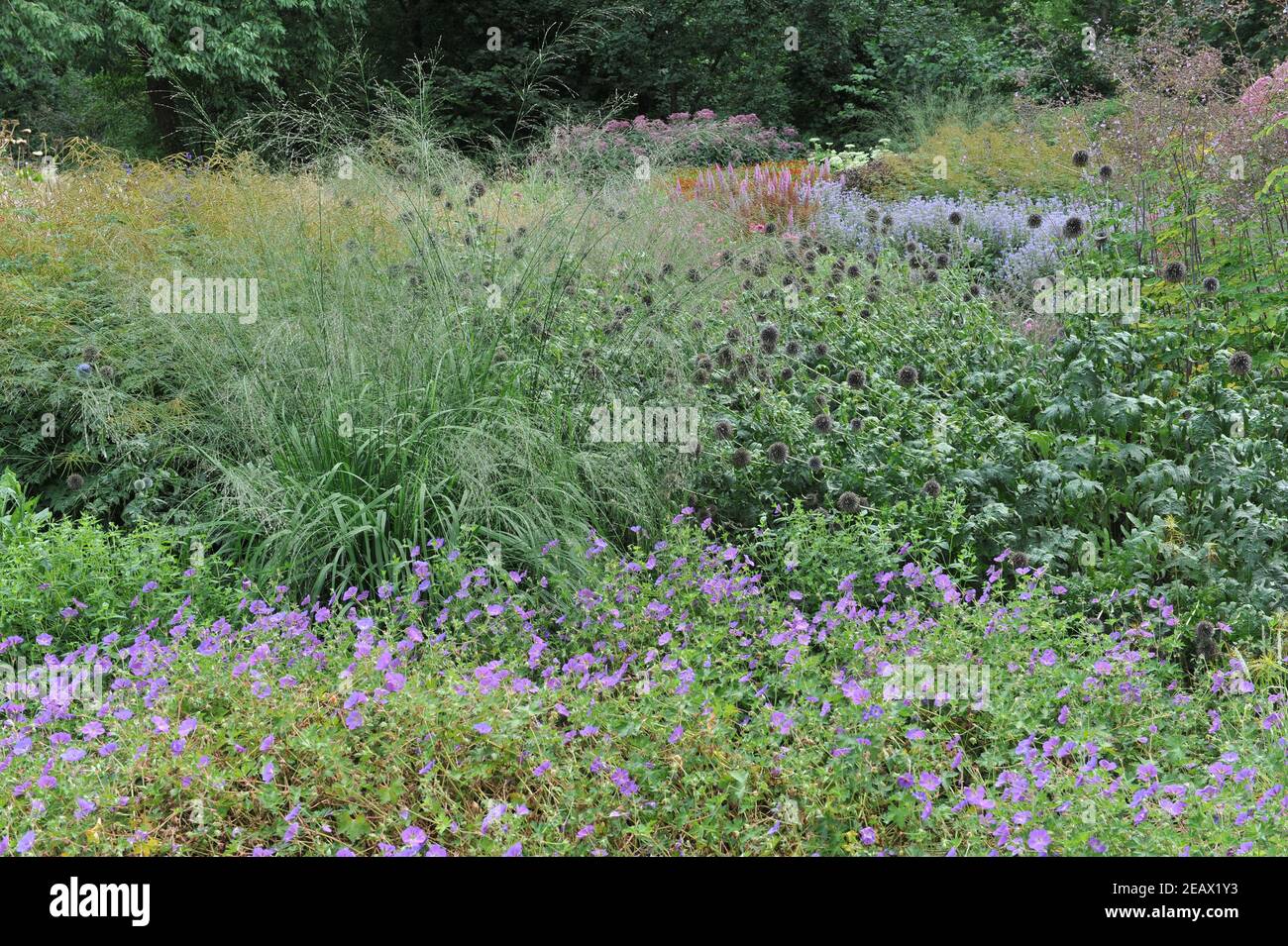 Geranium rozanne garden border hi-res stock photography and images - Alamy
