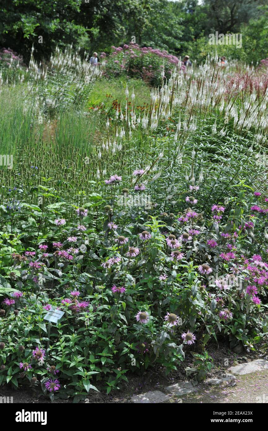 HAMM, GERMANY - 15 AUGUST 2015: Planting in perennial meadow style ...