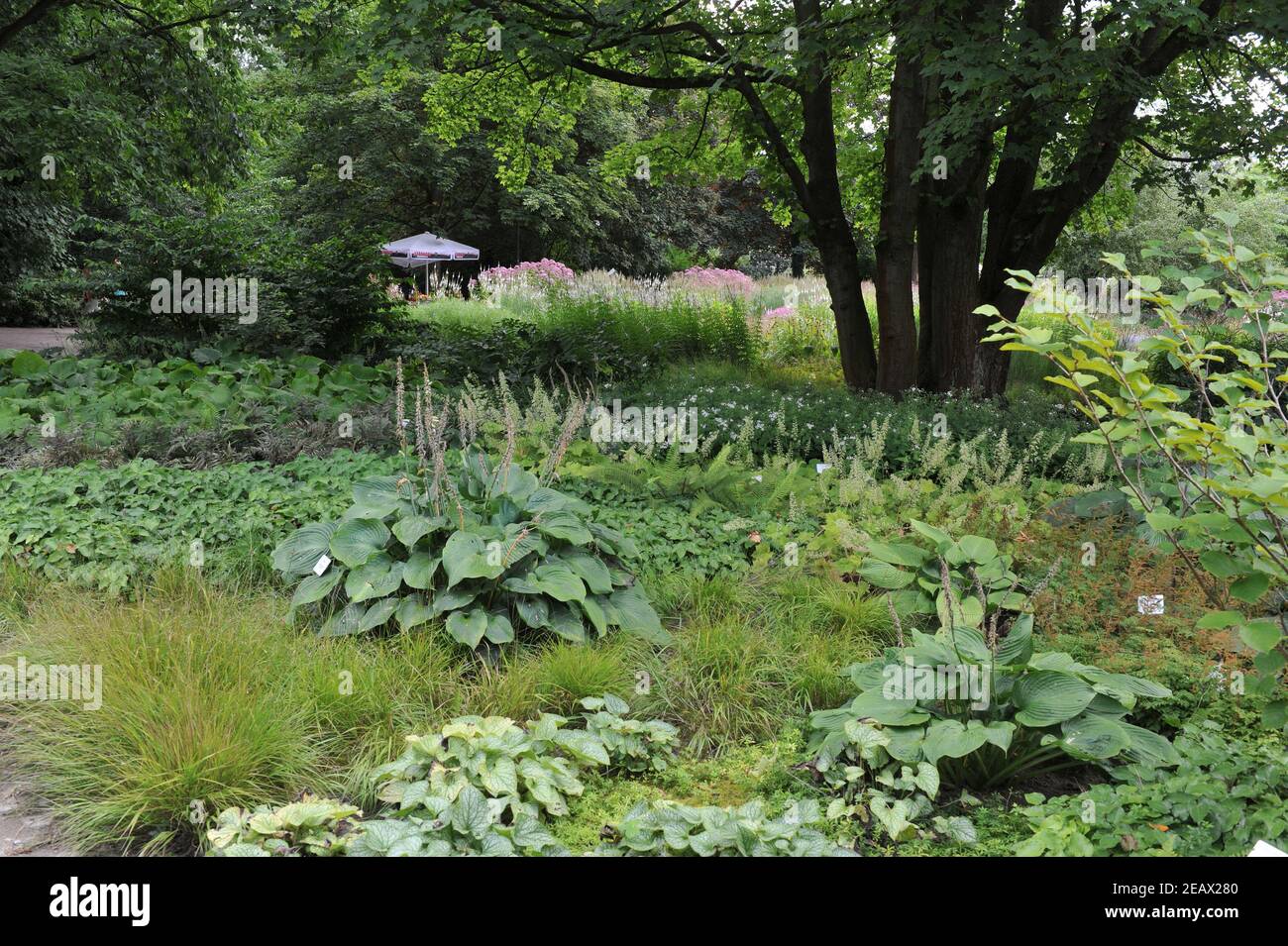 HAMM, GERMANY - 15 AUGUST 2015: Shadow part of planting in perennial ...