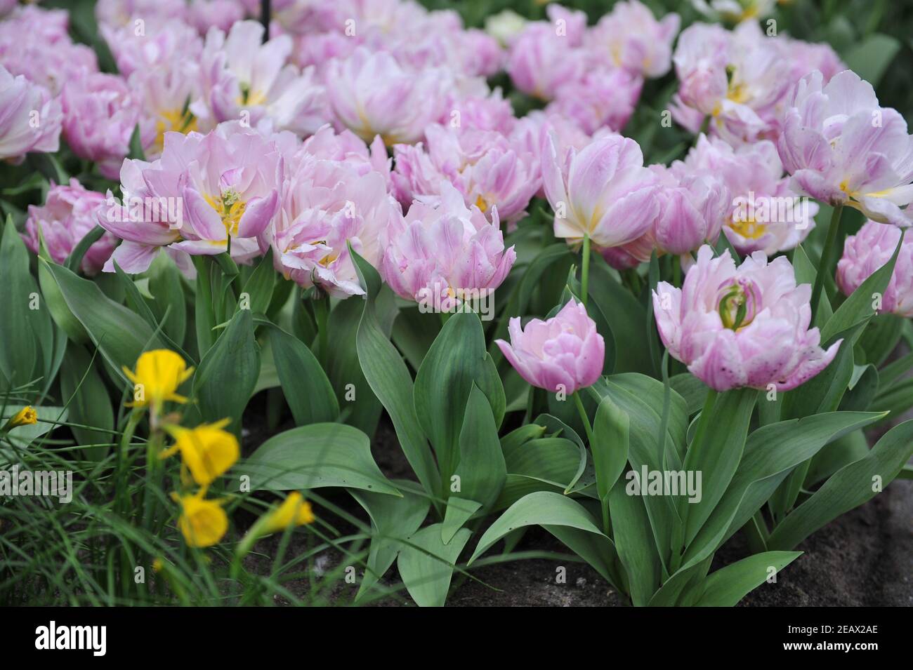Pink peony-flowered Double Early tulips (Tulipa) Flamingo bloom in a ...