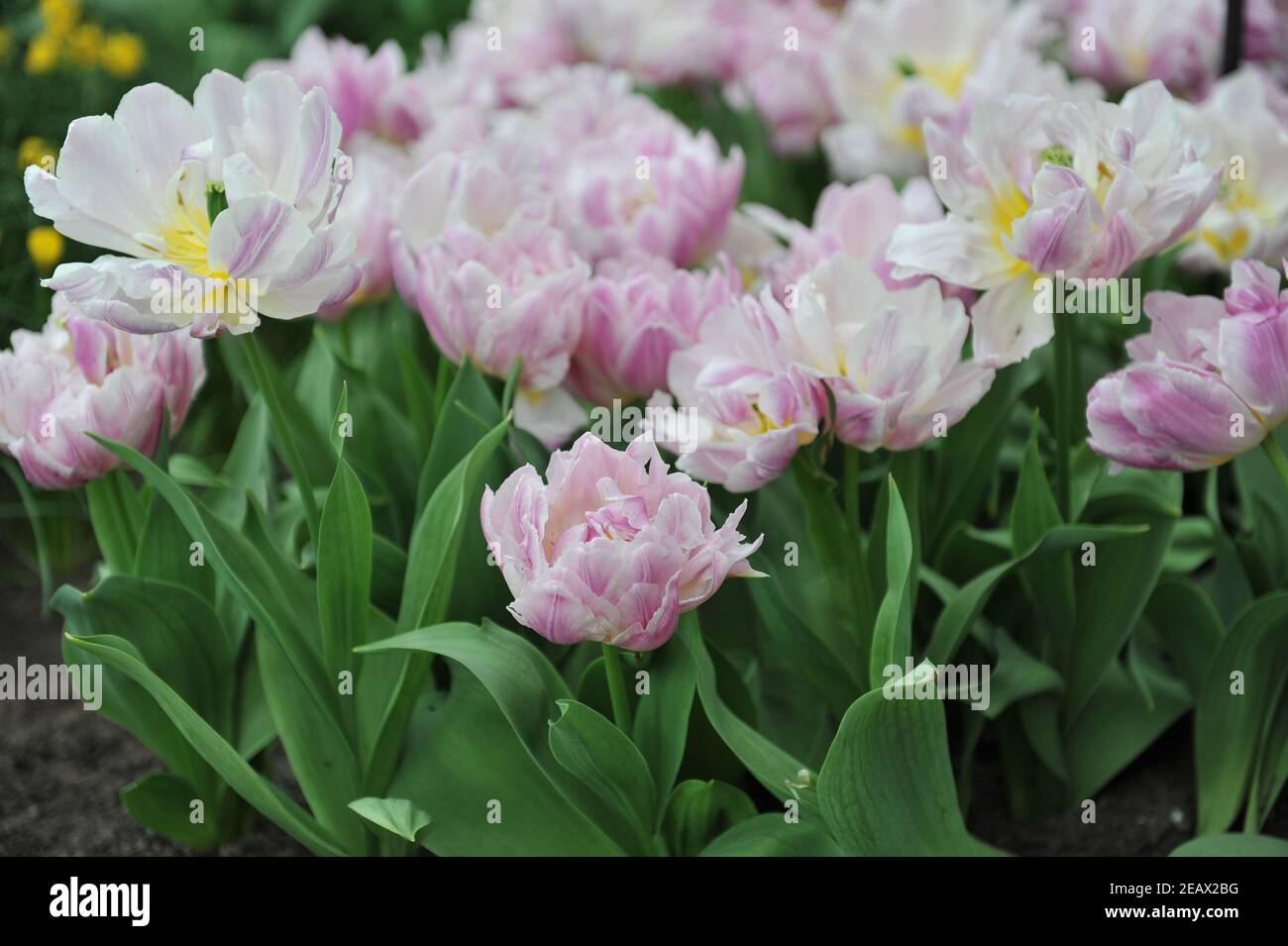 Pink peony-flowered Double Early tulips (Tulipa) Flamingo bloom in a ...