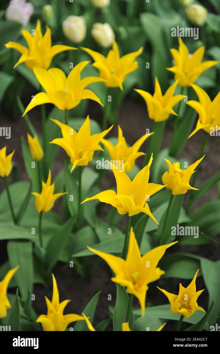 Yellow lily-flowered tulips (Tulipa) Flashback bloom in a garden in ...