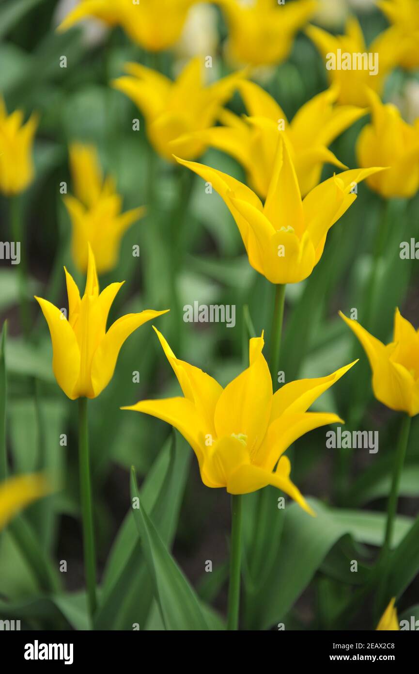 Yellow lily-flowered tulips (Tulipa) Flashback bloom in a garden in ...