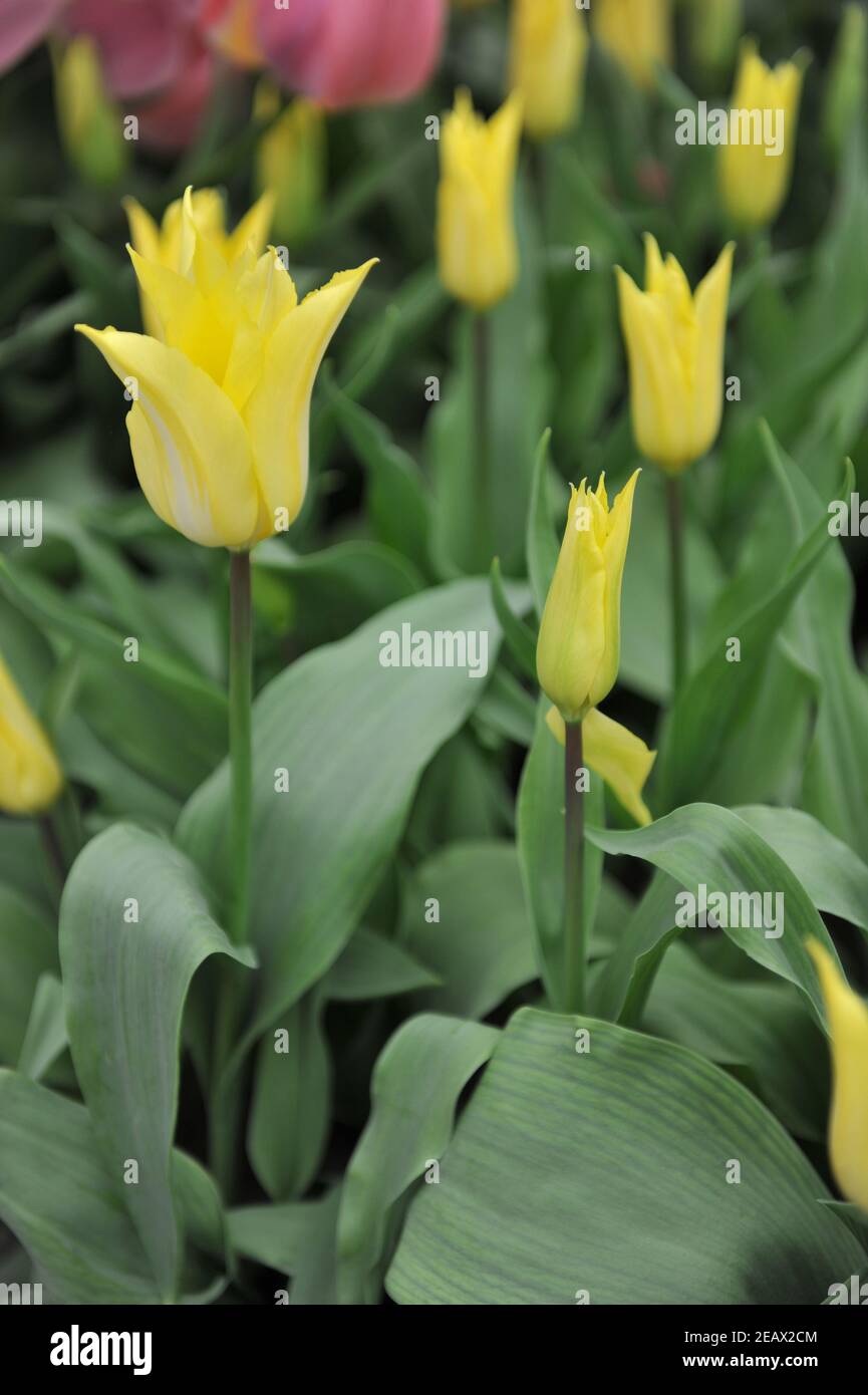 Yellow lily-flowered tulips (Tulipa) Florijn Chic bloom in a garden in ...