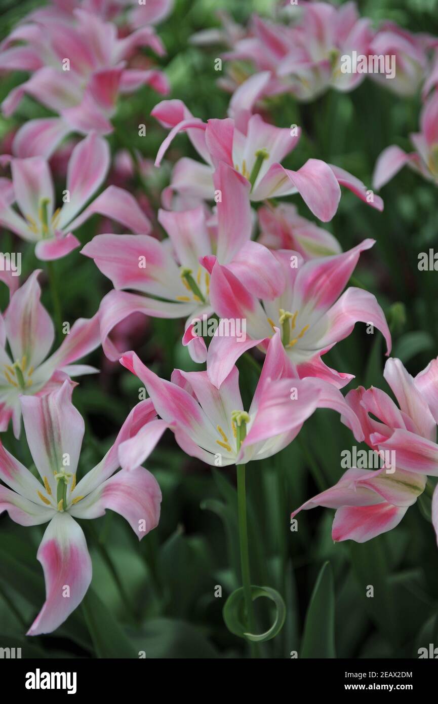 Florosa hi-res stock photography and images - Alamy