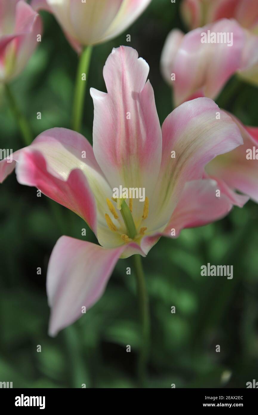 Pink and white Viridiflora tulips (Tulipa) Florosa bloom in a garden in ...
